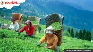 Top 10 Best Tea Brands in India: A Comprehensive Guide - Maharani Chai